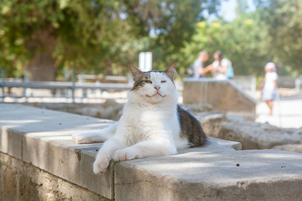 本日の美人猫vol.645 | TRILL【トリル】