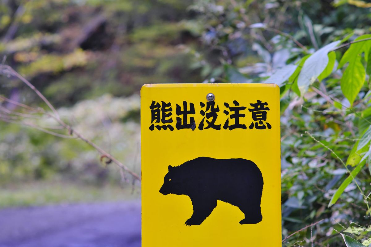 相次ぐクマの出没・・・いったい何が起きている？原因と対策を専門家に聞きました | TRILL【トリル】