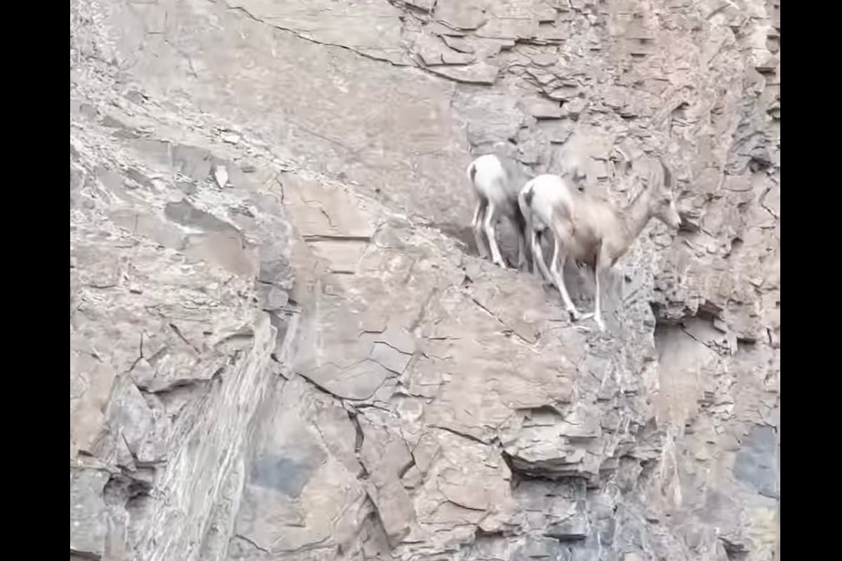 オオカミに追われるヤギたち。逃げ込んだ先は!?そこはヤギしか行けない安全地帯！【海外・動画】 | TRILL【トリル】