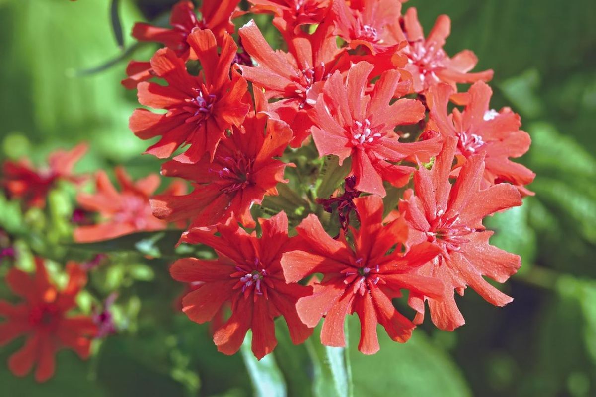 9月17日の花とは？【366日の誕生花と幸せの花言葉】 | TRILL【トリル】