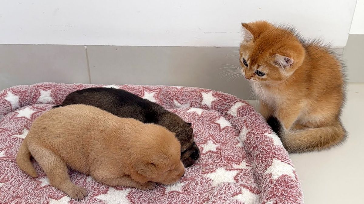 眠っている2匹の子犬を見つけた子猫が取った行動が可愛すぎる ( *´艸`)♡ | TRILL【トリル】