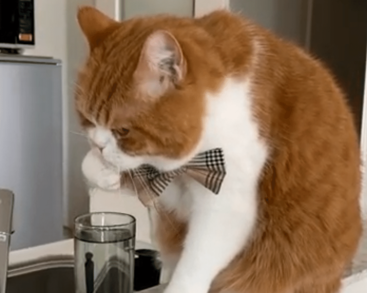 上手に飲めてるでしょ？【とろろ、もふもふDays。vol.146】 | TRILL【トリル】