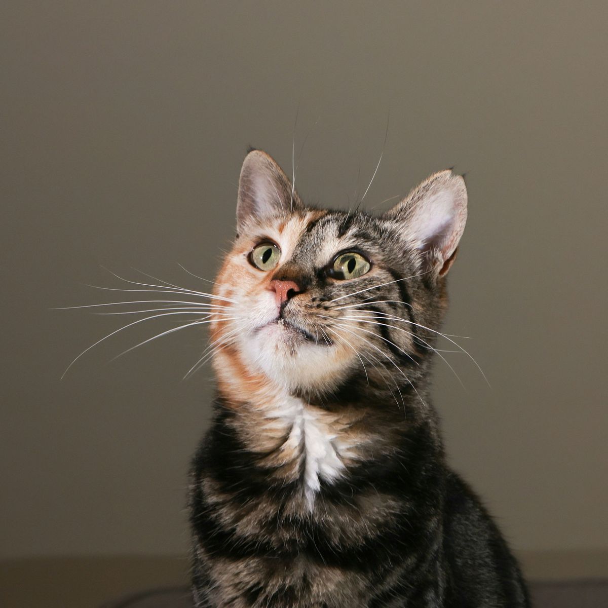 本日の美人猫vol.647 | TRILL【トリル】