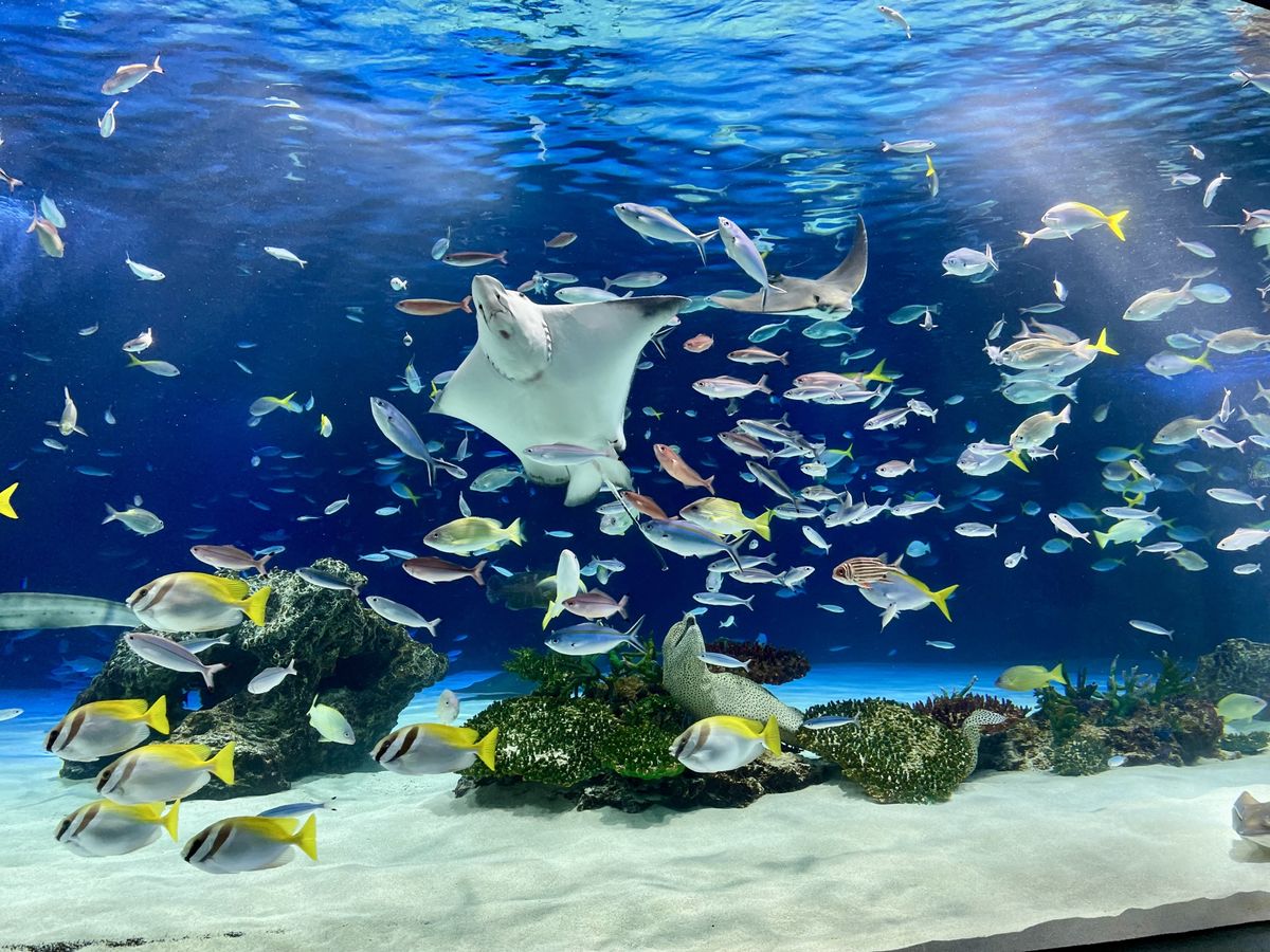 『海遊館』『シーパラダイス』を抑えた！【家族で行きたい水族館】ランキング！堂々の1位に「家族で盛り上がりそう」「感動できる」 | TRILL【トリル】