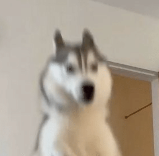 朝が弱い飼い主のために“2年間”起こし続けるハスキー… “予想外の起こし方”に「これは絶対起きる…」 | TRILL【トリル】