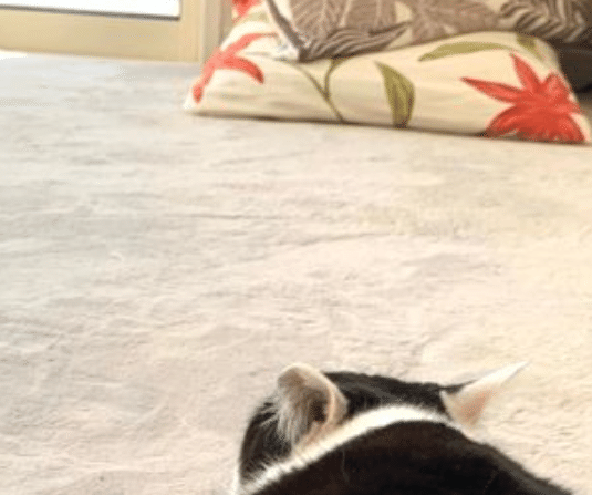 飼い主「可愛さより心配が勝つ…」カーペットを出した直後の猫の姿に13万いいね！「全身で堪能してるw」 | TRILL【トリル】