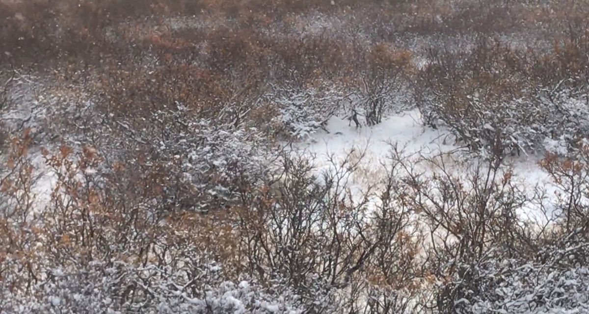 「この動画内にシロクマいるんだけど、見えなかった人即死」と投稿された動画！あなたはシロクマがいるの分かりますか？ | TRILL【トリル】