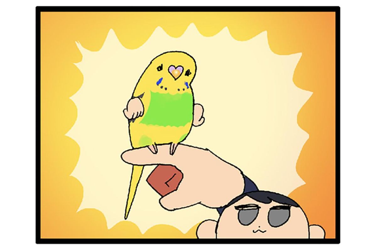 セキセイインコの“手”嫌い克服作戦！怖くて噛む子への対応法は？【鳥マンガ #126】 | TRILL【トリル】