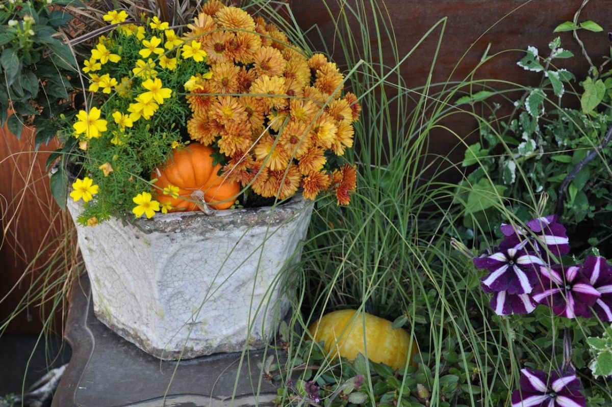 秋色ガーデンをもっと素敵に！主役を替えるだけの寄せ植えリメイク術 | TRILL【トリル】