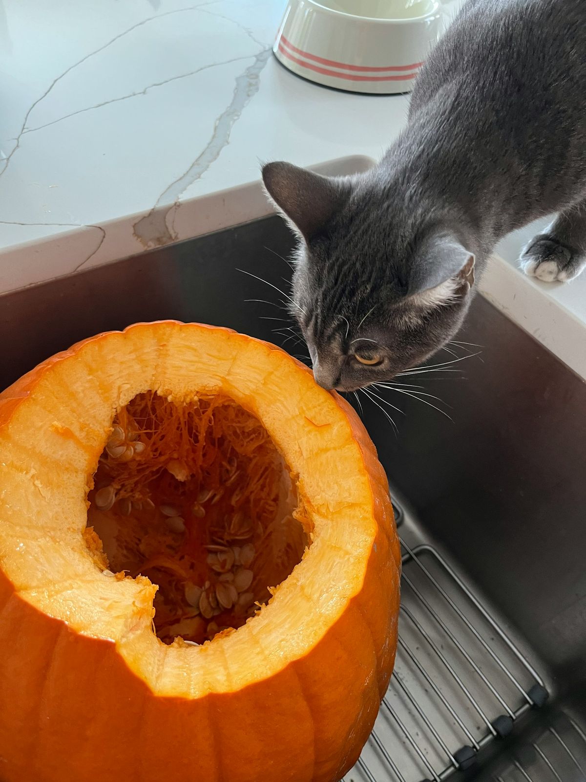 本日の美人猫vol.650 | TRILL【トリル】