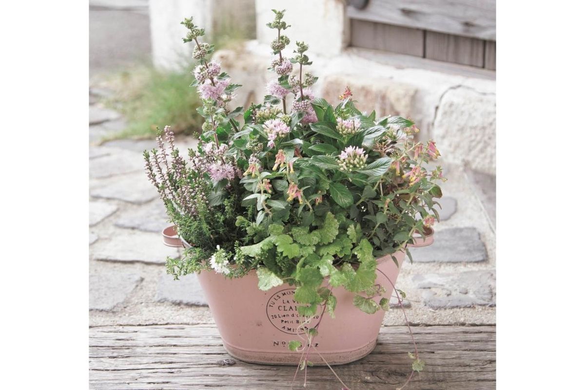 みんなの大好きカラー【ピンクの花の秋の寄せ植え】同系色の鉢を使って愛らしく | TRILL【トリル】