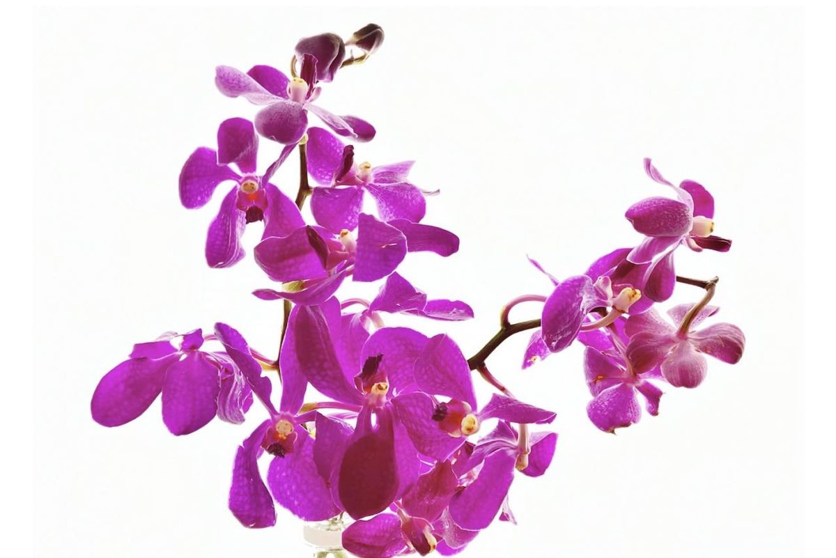 10月26日の花とは？【366日の誕生花と幸せの花言葉】 | TRILL【トリル】