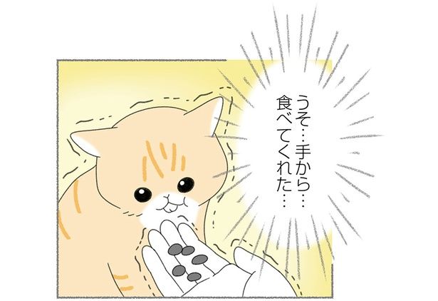 人間にいじめられていた猫を保護。初めて心を開いてくれた瞬間に思わず涙 | TRILL【トリル】