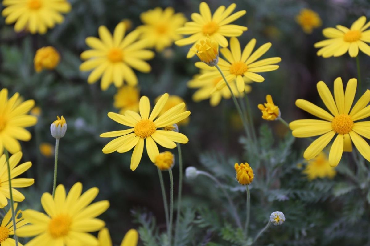 11月2日の花とは？【366日の誕生花と幸せの花言葉】 | TRILL【トリル】