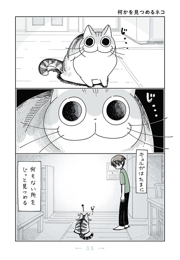 猫の視線の先には何がある？ 空間を見つめる猫と同じ目線に立ってみたら…／夜は猫といっしょ2(25) | TRILL【トリル】