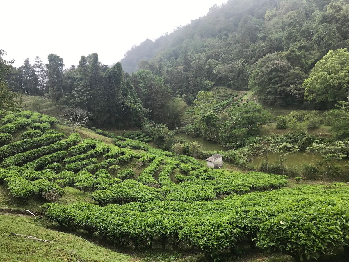 日本人が築いた、台湾紅茶100年の歩み。写真と文：リン・ピンチュン (台湾茶／台湾料理研究家) #1 | TRILL【トリル】