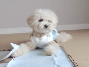 引っ越し準備を全力お手伝い！ はしゃぐトイプー兄妹が可愛すぎる | TRILL【トリル】