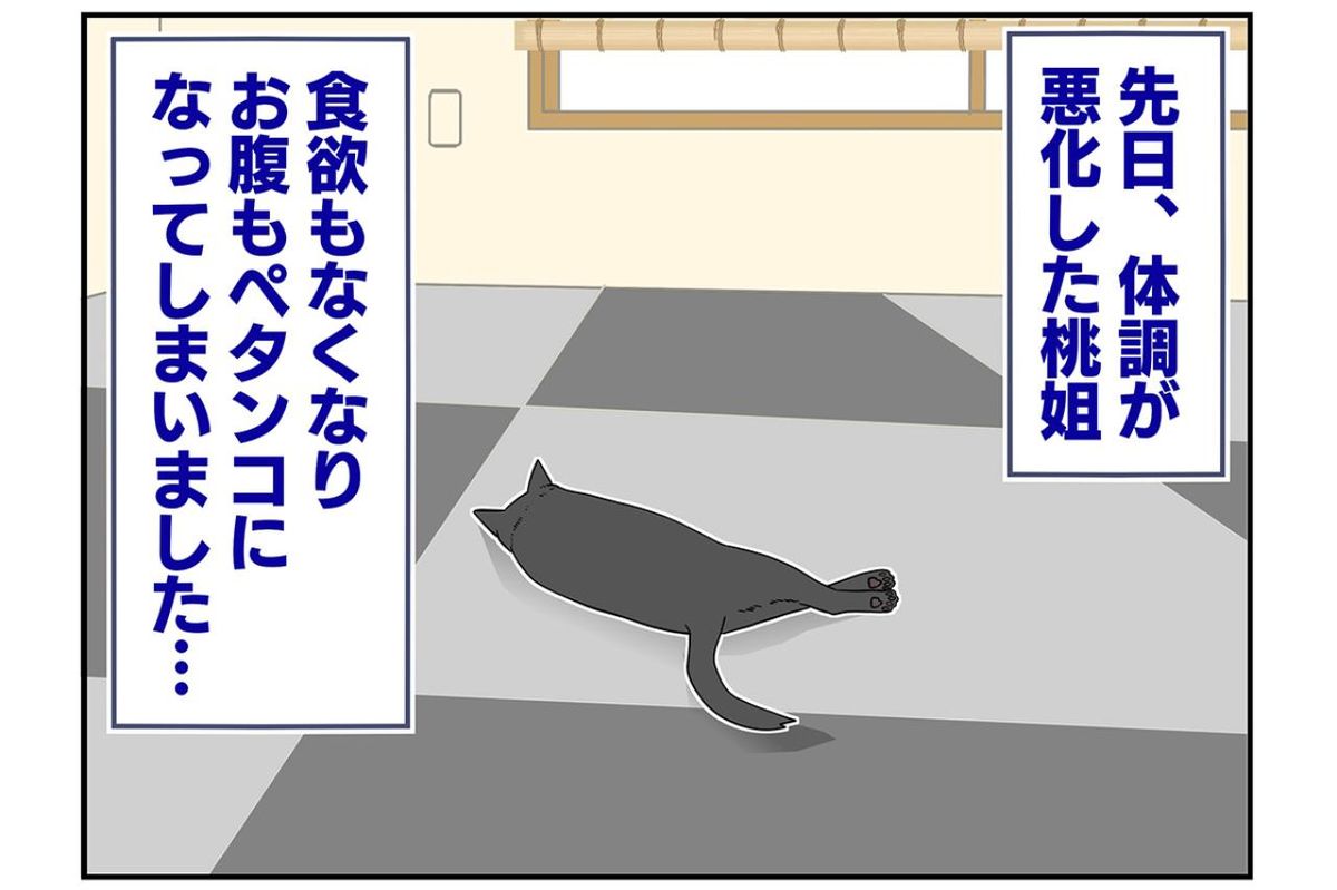 【マンガ・老猫日誌＃49】再びの奇跡？〜19歳の元保護猫・桃姐 | TRILL【トリル】
