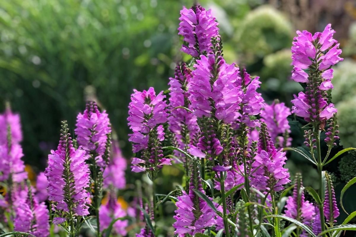 11月7日の花とは？【366日の誕生花と幸せの花言葉】 | TRILL【トリル】