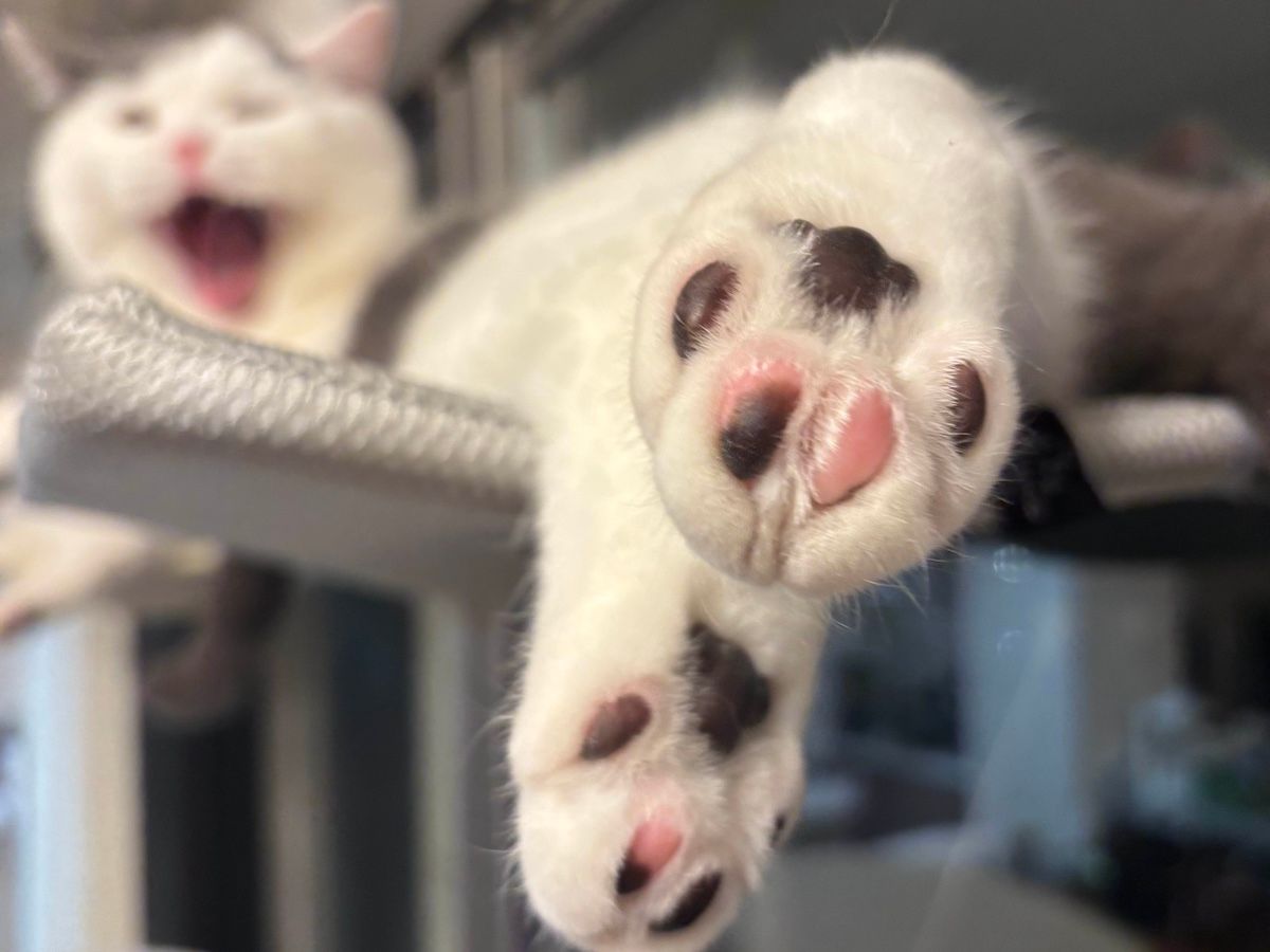 自慢のアポロ肉球。【肉まんフェイスうずらの、 モチモチ便り。vol.27】 | TRILL【トリル】