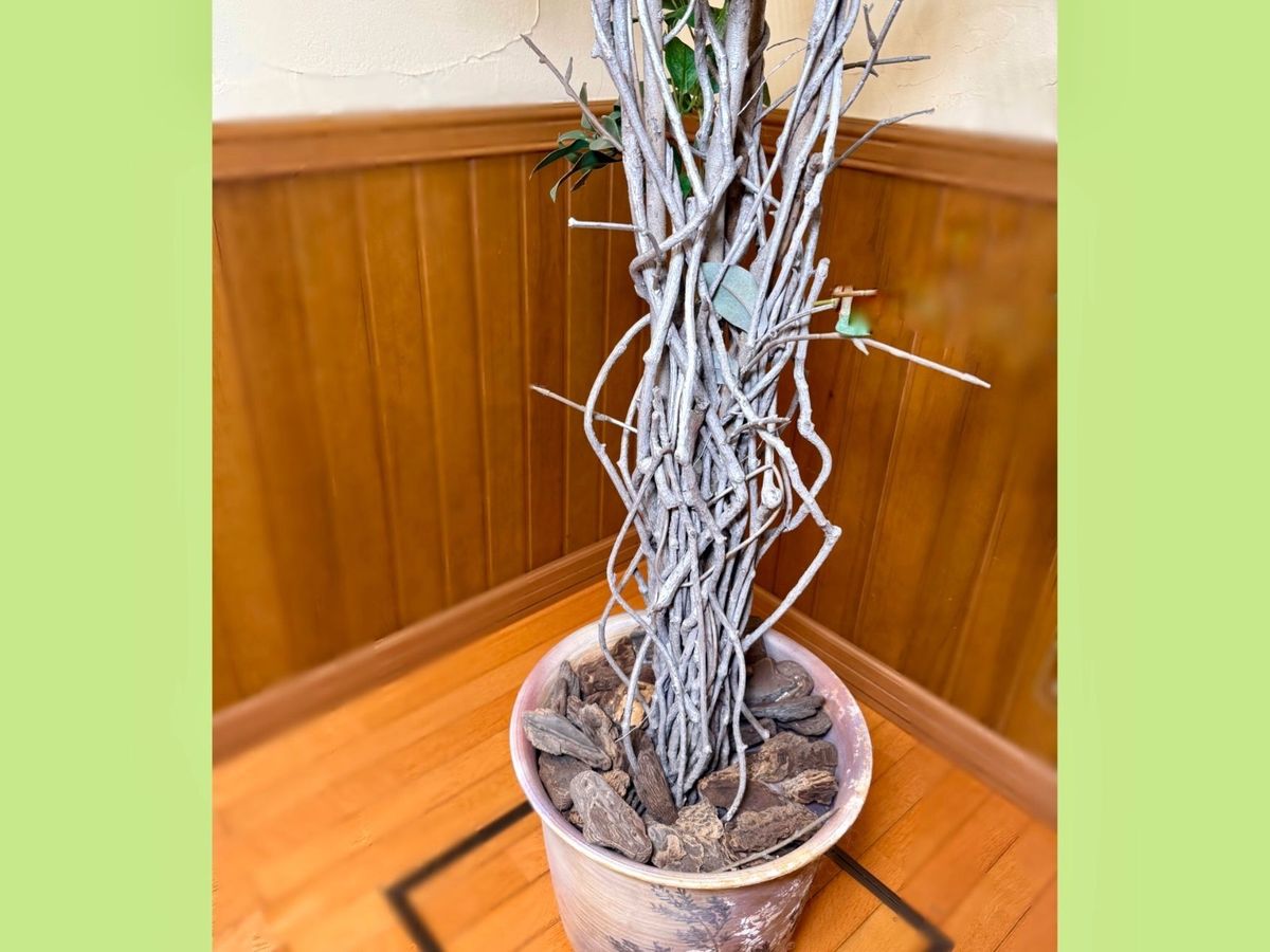 捨てなくてよかった！【100均で奇跡の復活】雨ざらしでボロボログリーンが… | TRILL【トリル】