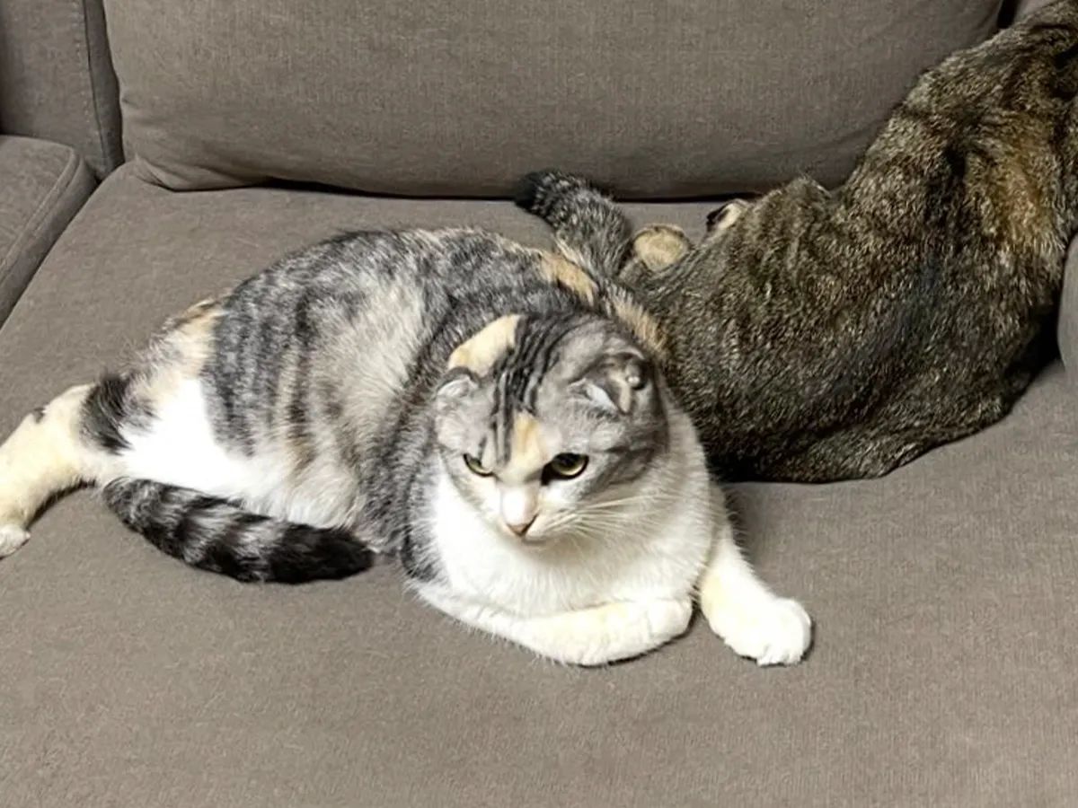 ソファでくつろぐ『後ろの猫』に目をやると？ まさかの寝姿に「二度見した」 | TRILL【トリル】
