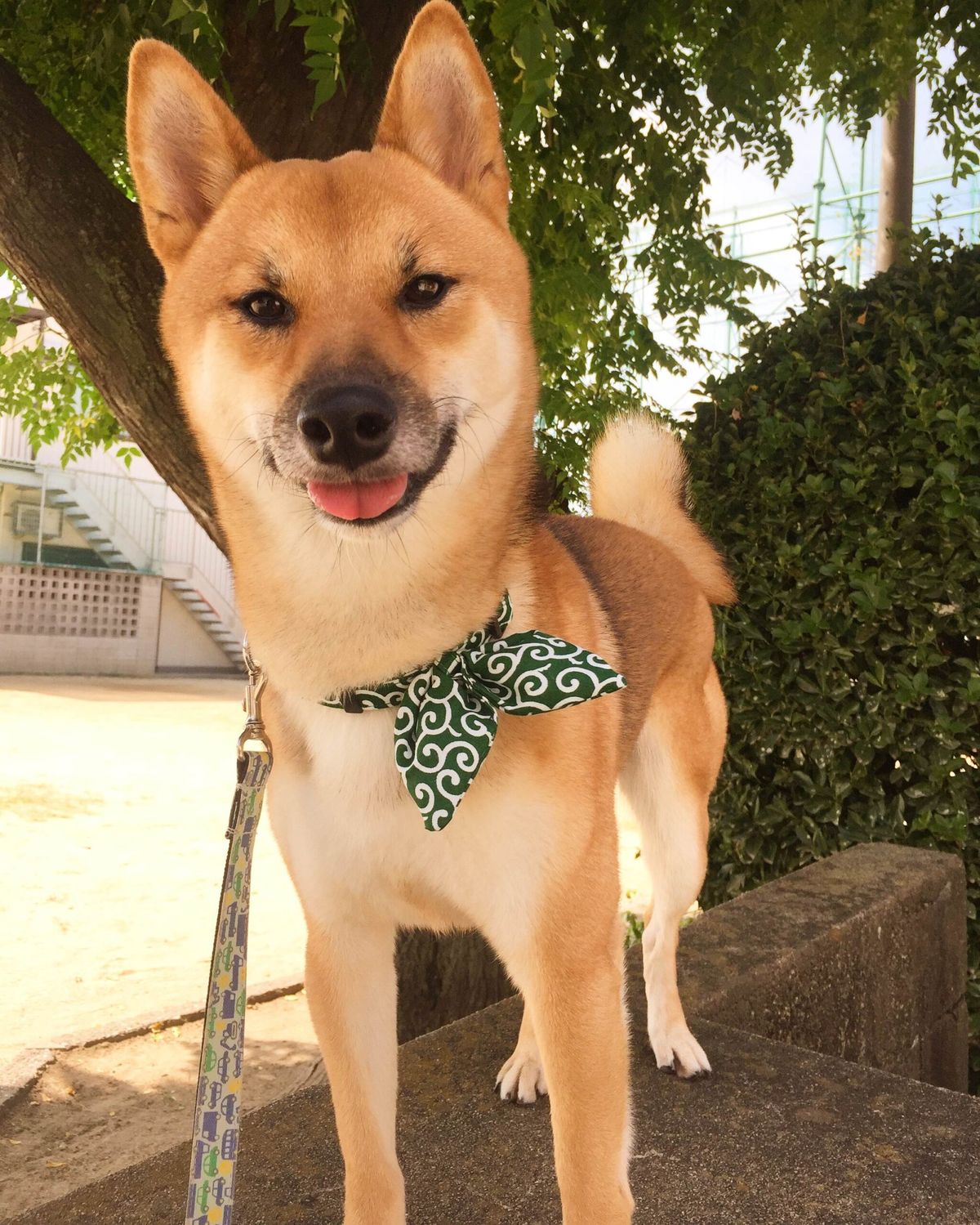 「へっくしゅん」春は犬も花粉症にご用心！今からでも始められる花粉症対策とは？ | TRILL【トリル】