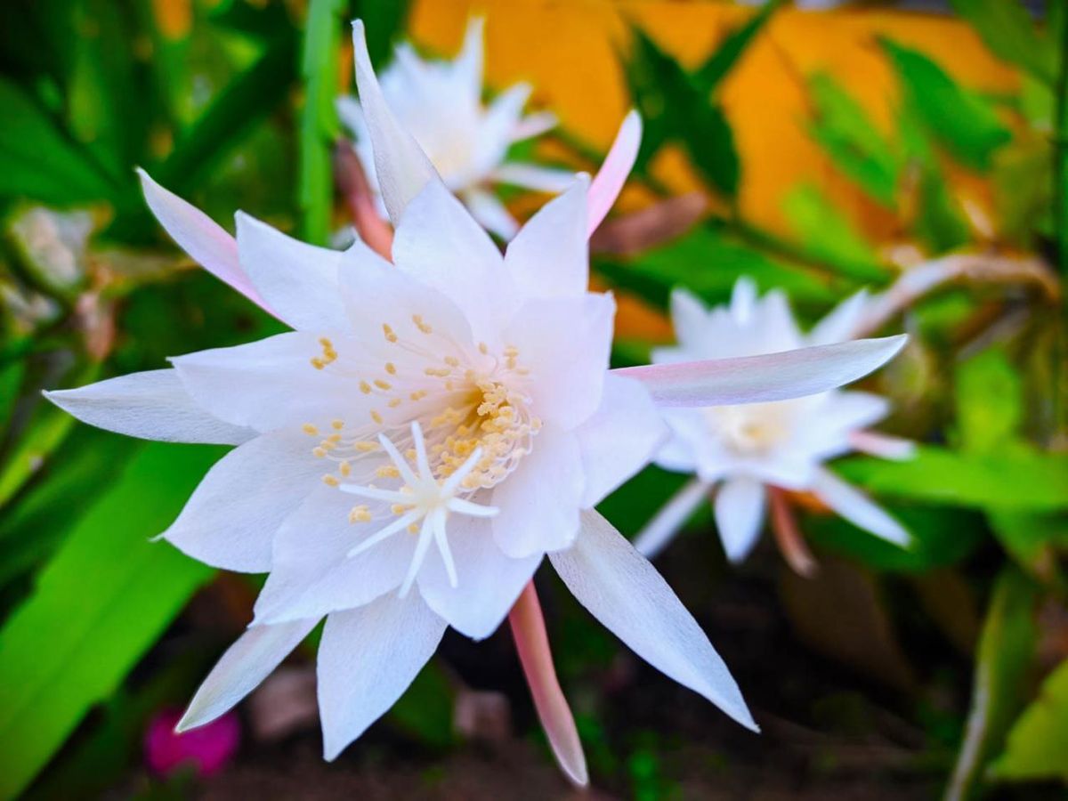 【ガーデニングQ&A】月下美人が枯れました。じょうずに育てる方法を教えて | TRILL【トリル】