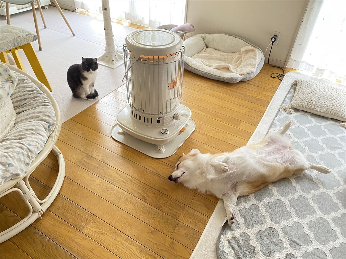 ストーブ前に集まるネコとコーギー。その暖まり方の違いが話題に「同じモフモフ族でも違いがあって興味深い」 | TRILL【トリル】