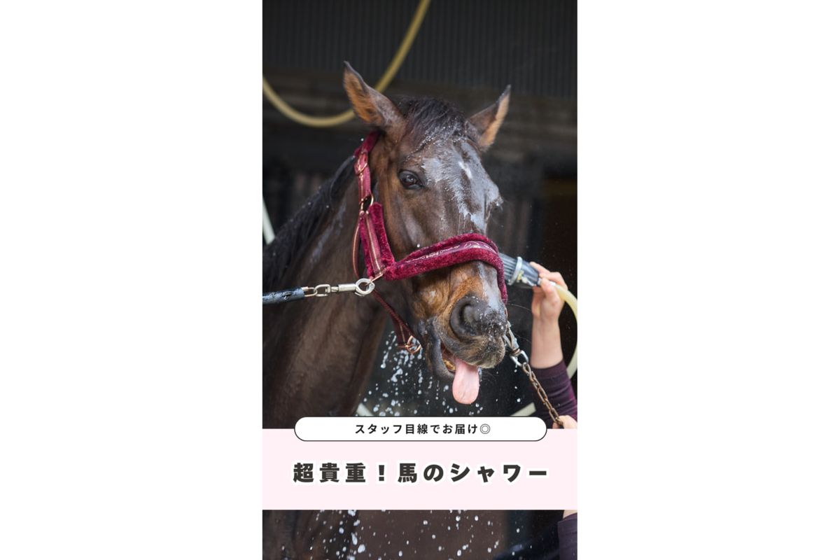 貴重な“馬のシャワーシーン”を公開！ 「気持ちよさそう」「おりこうさん」ウマ活民が歓喜 | TRILL【トリル】
